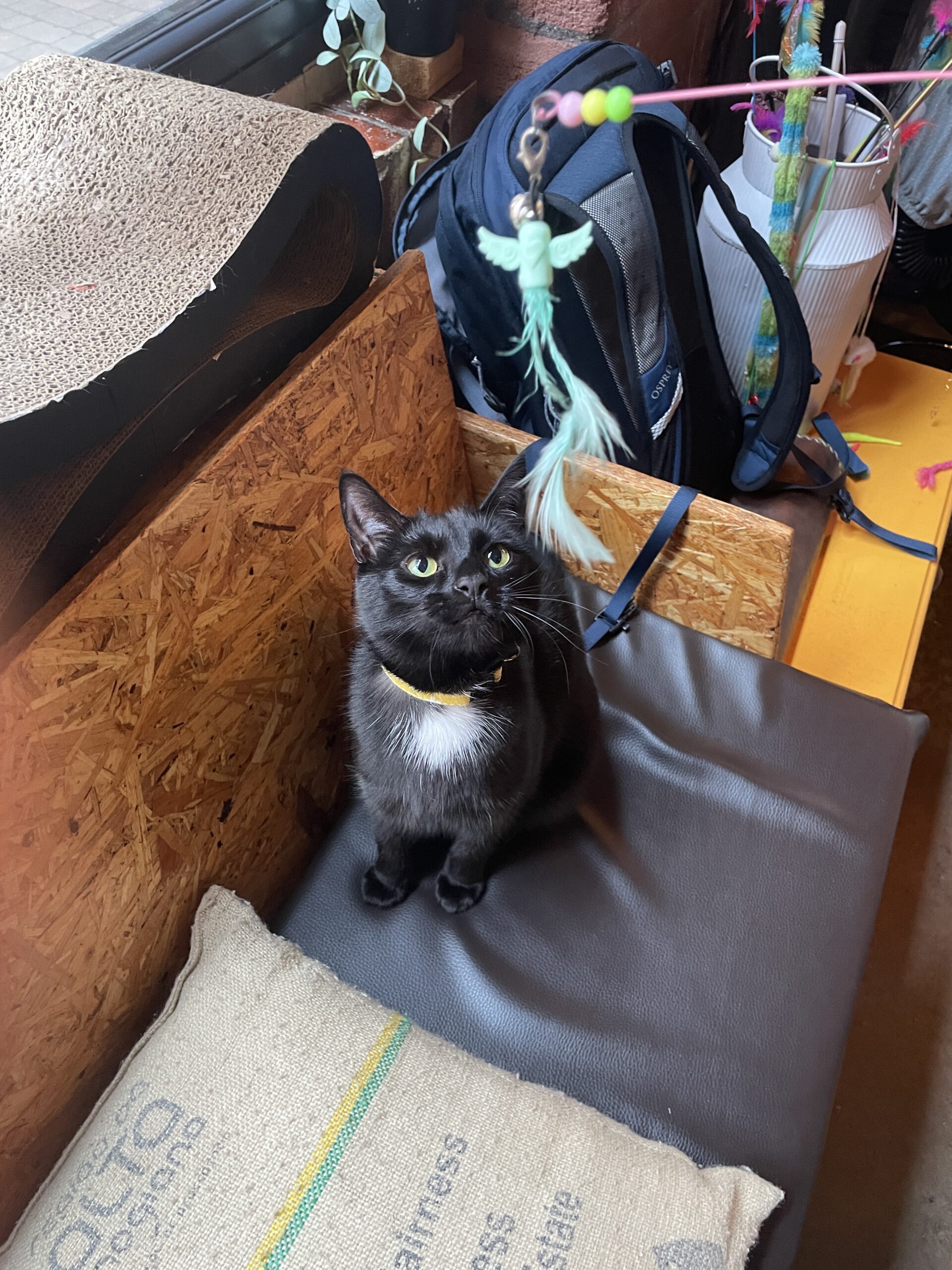 Sheffield cat cafe set to reopen after closure - Forge Press