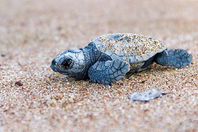 The impact of Climate change on Sea Turtle populations: the ...